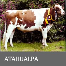 EGE I Venta de Semen I Toros de Leche