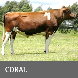 EGE I Venta de Semen I Toros de Leche