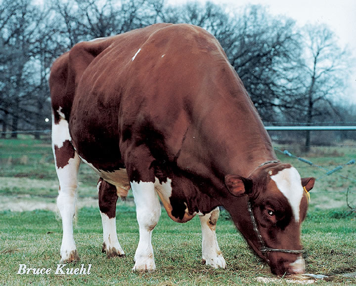 EGE I Venta de Semen I Toros de Leche